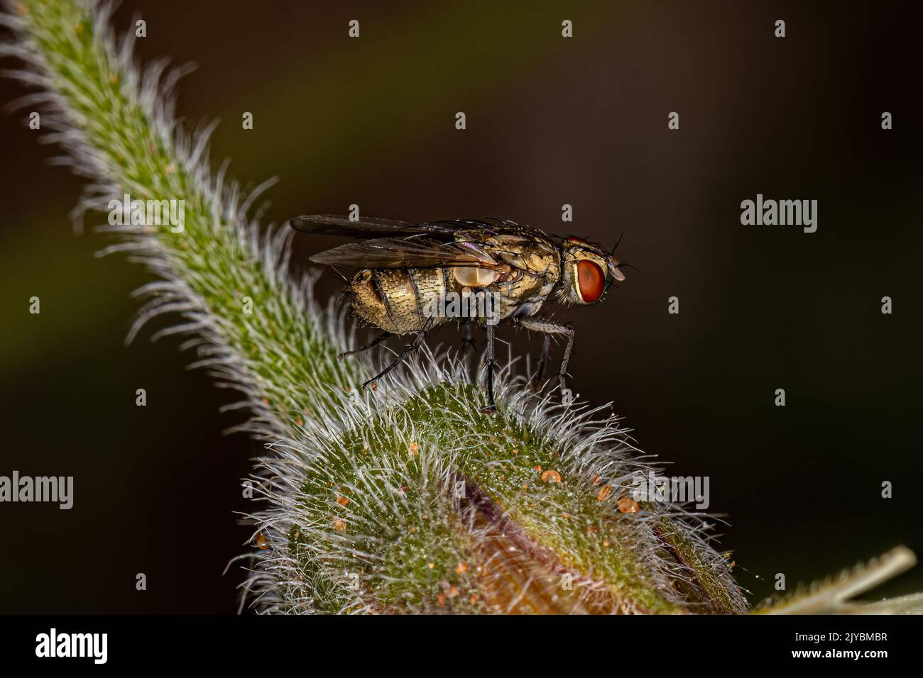 Adult Flesh Fly of the Family Sarcophagidae Stock Photo - Alamy
