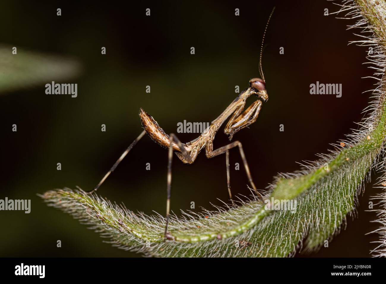 Small Mantid nymph of the Genus Oxyopsis Stock Photo - Alamy