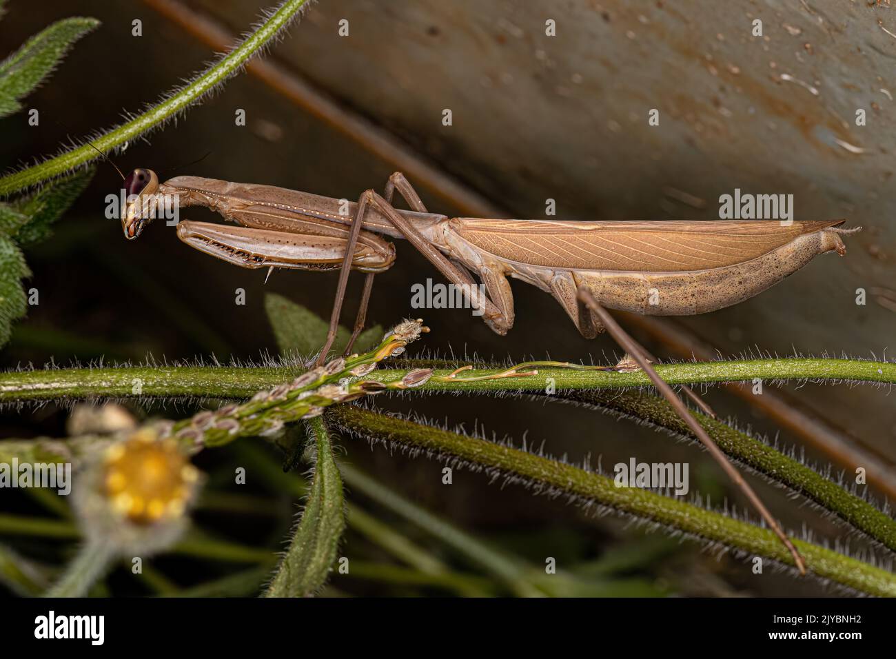 Adult Mantid Insect of the Genus Oxyopsis Stock Photo - Alamy
