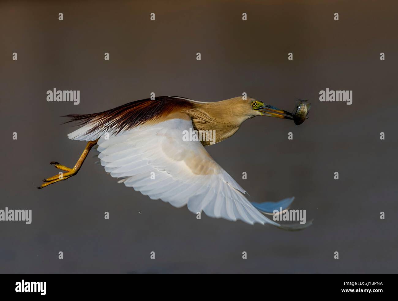 bird is flying and diving to prey fish in the pond,The Indian pond ...