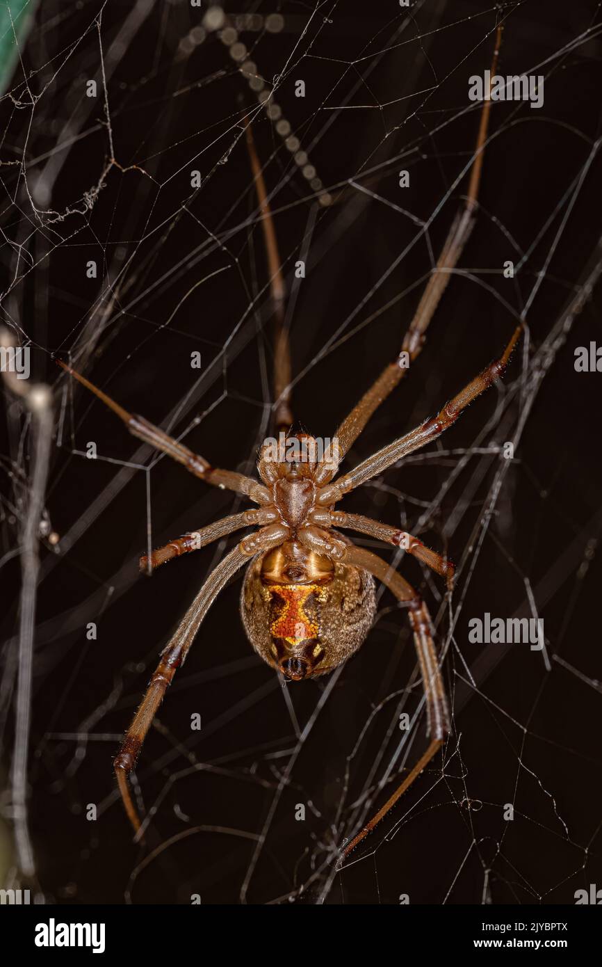 Female Adult Brown Widow Spider of the species Latrodectus geometricus ...