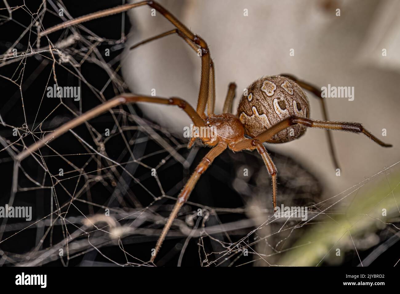 Female Adult Brown Widow Spider of the species Latrodectus geometricus ...