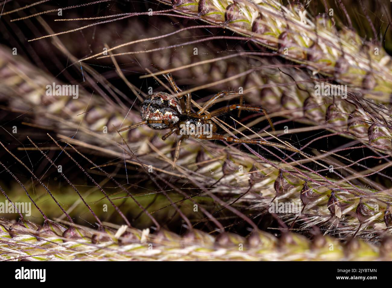 Small Male Cobweb Spider of the Family Theridiidae Stock Photo - Alamy