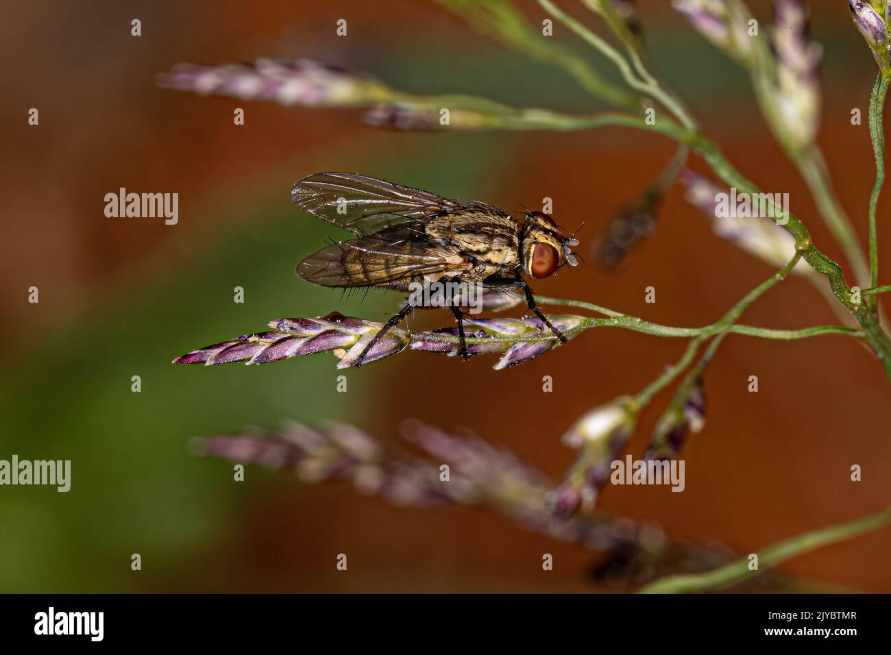 Adult Flesh Fly of the Family Sarcophagidae Stock Photo - Alamy
