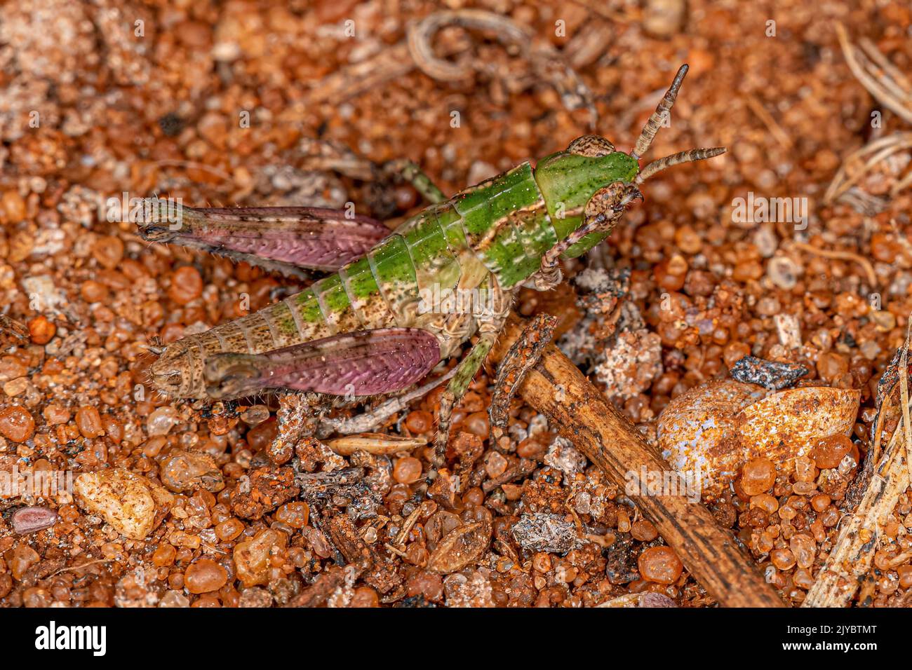 Green grasshopper nymphs hi-res stock photography and images - Alamy