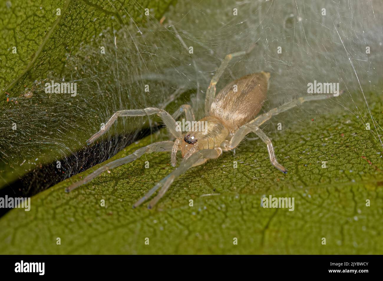 Small Ghost Spider of the Family Anyphaenidae Stock Photo - Alamy