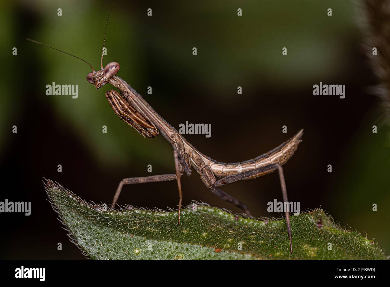 Small Mantid nymph of the Genus Oxyopsis Stock Photo - Alamy
