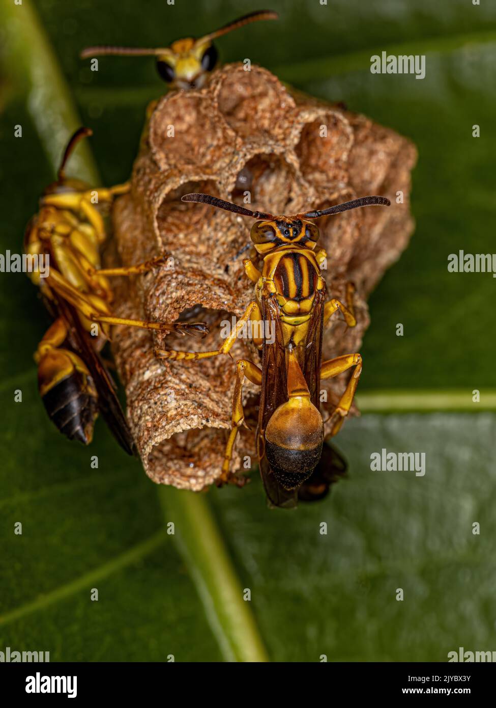 Adult Long-waisted Paper Wasps of the Genus Mischocyttarus Stock Photo ...