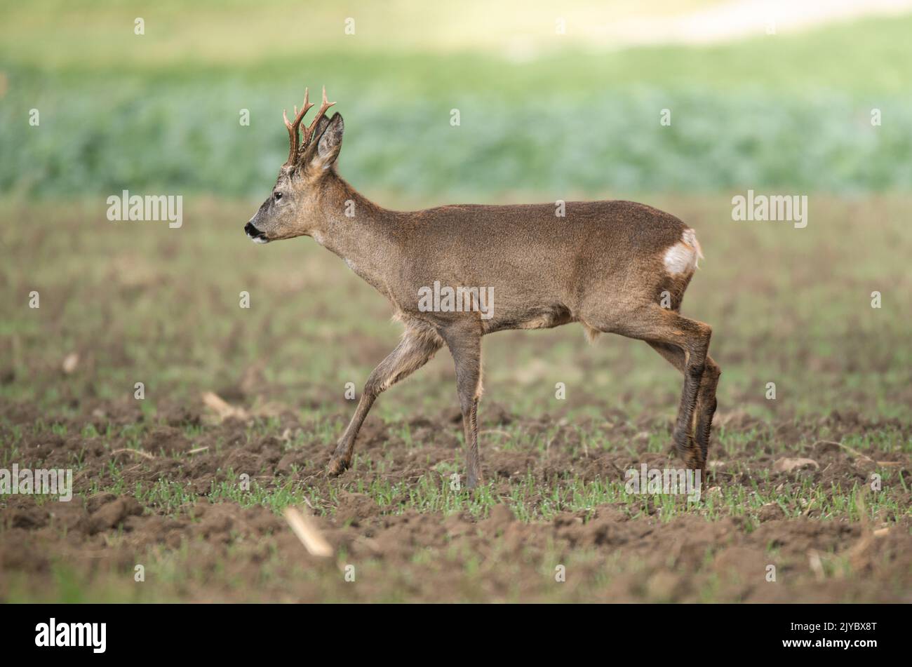 Roebuck wildlife hi-res stock photography and images - Alamy