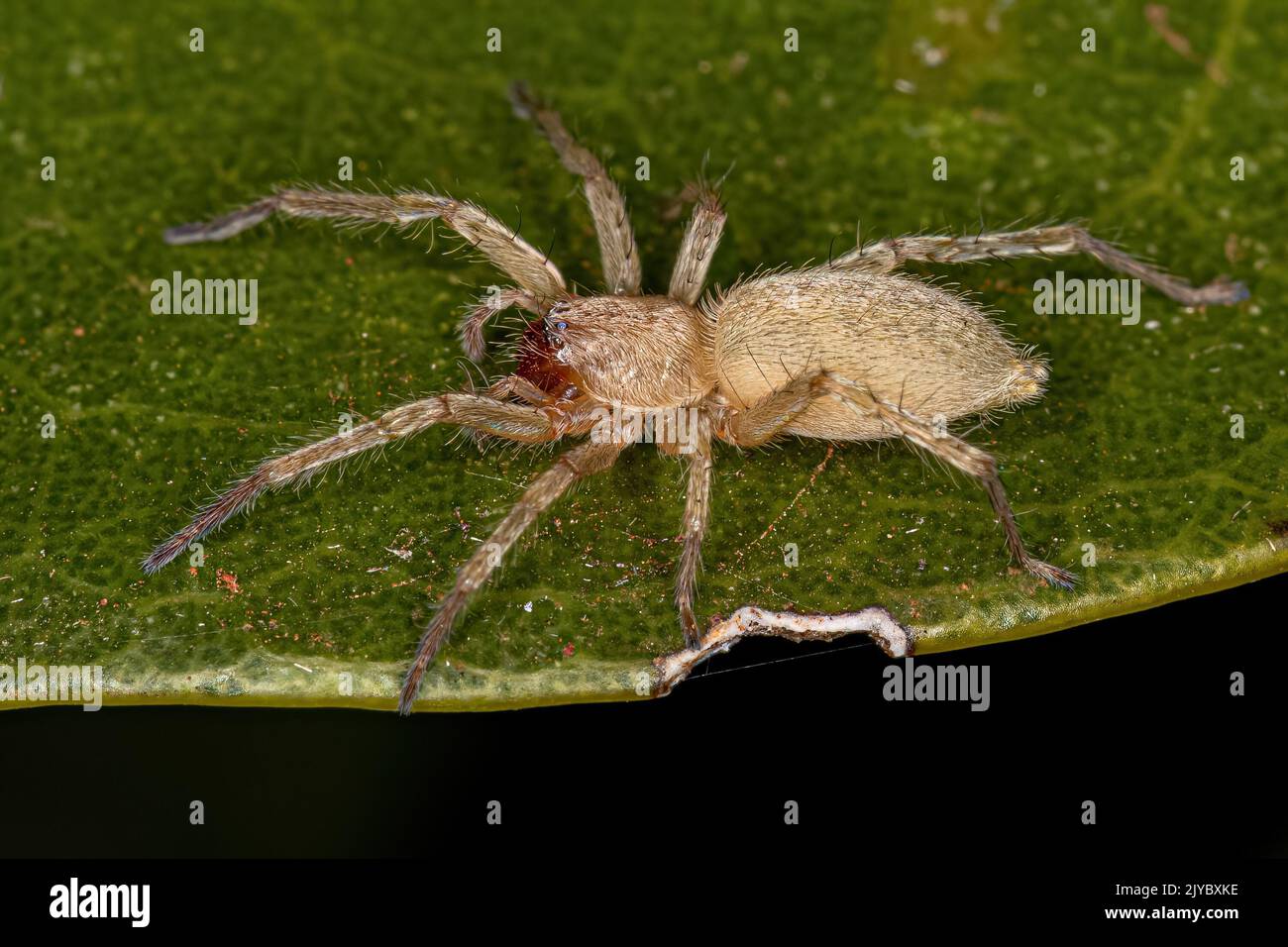 Small Ghost Spider of the Family Anyphaenidae Stock Photo - Alamy