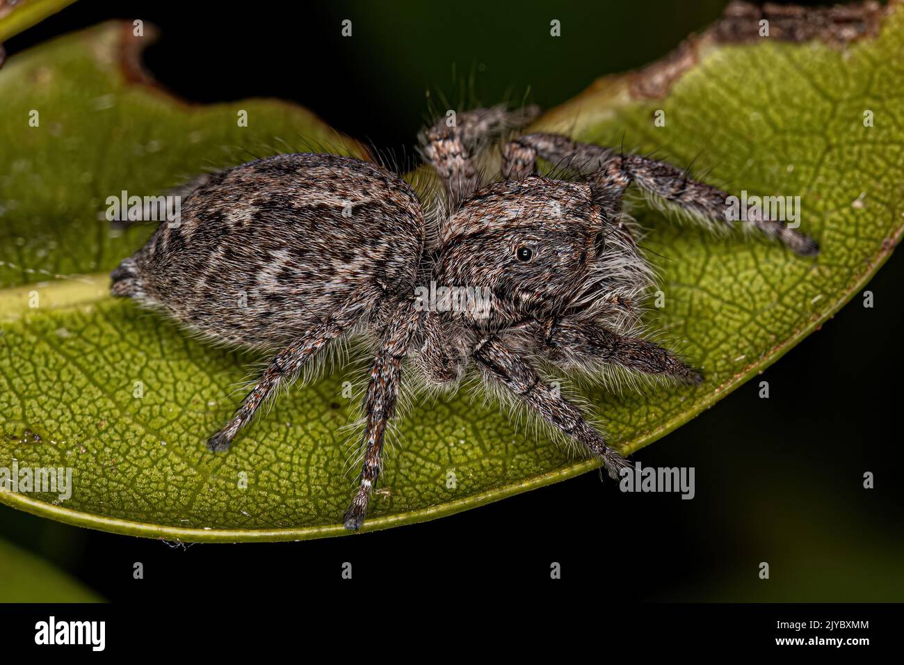 Adult Female Jumping Spider of the Subtribe Freyina Stock Photo - Alamy