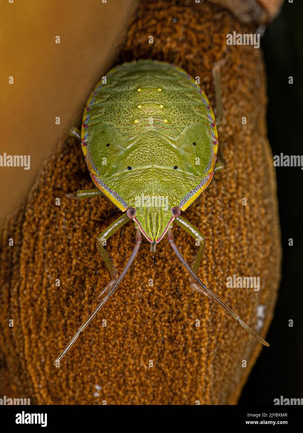 Stink Bug Nymph of the Genus Loxa Stock Photo - Alamy