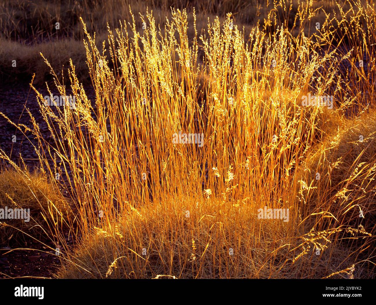 Spinifex Grass, Pilbara, Northwest Australia Stock Photo - Alamy