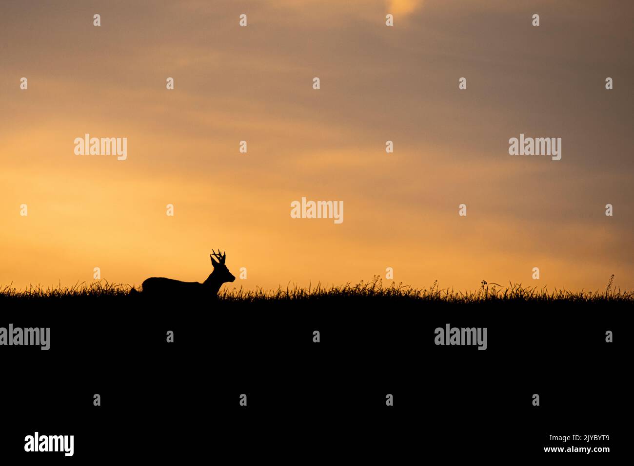Roebuck wildlife hi-res stock photography and images - Alamy