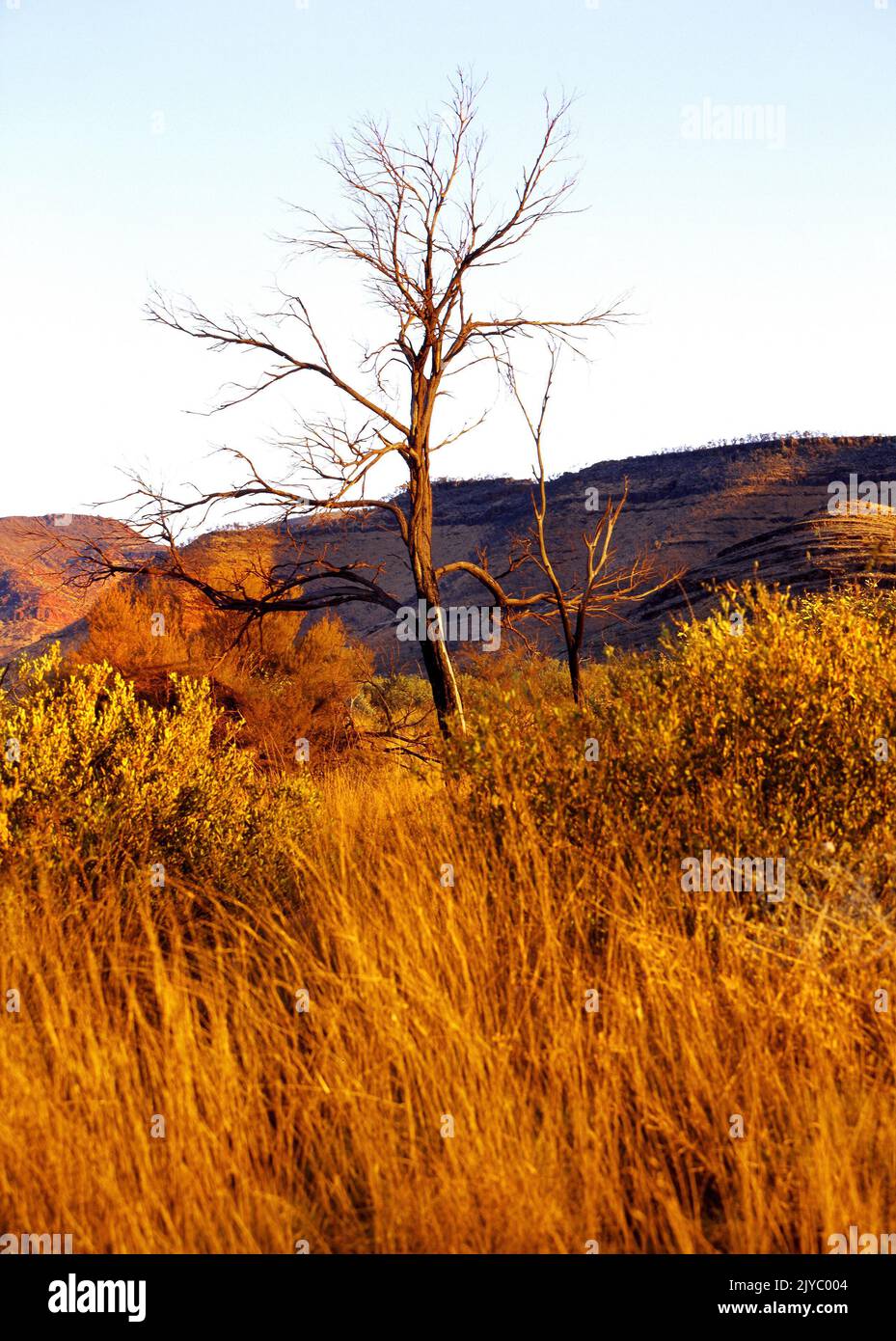 Tree in Outback Landscape, Pilbara, Northwest Australia Stock Photo - Alamy