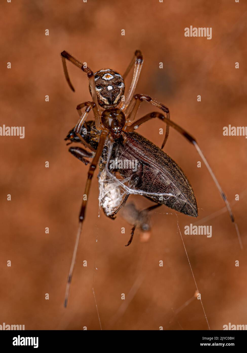 Small Brown Widow Spider of the species Latrodectus geometricus Stock ...