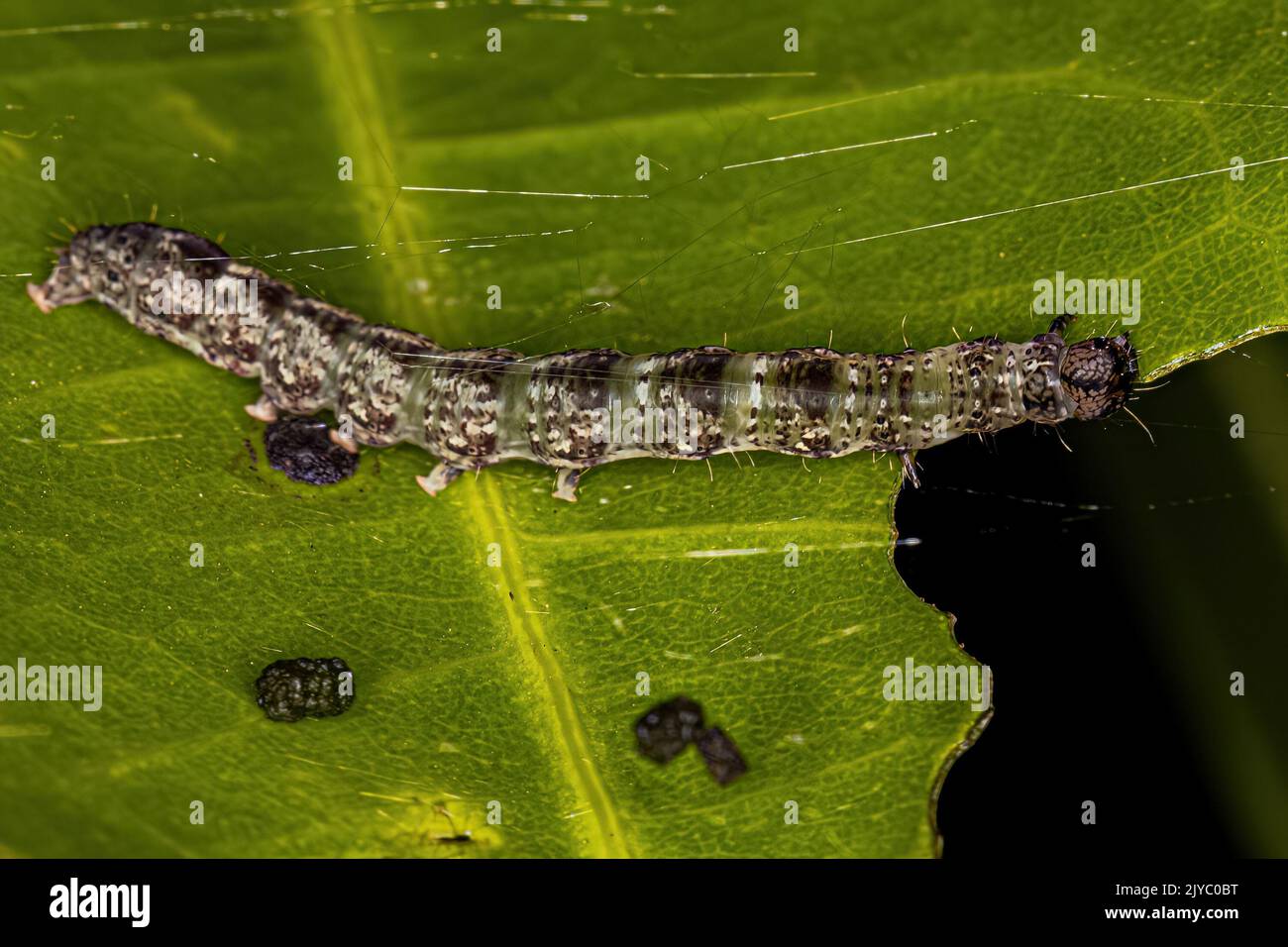 small moth larva of the Order Lepidoptera Stock Photo - Alamy