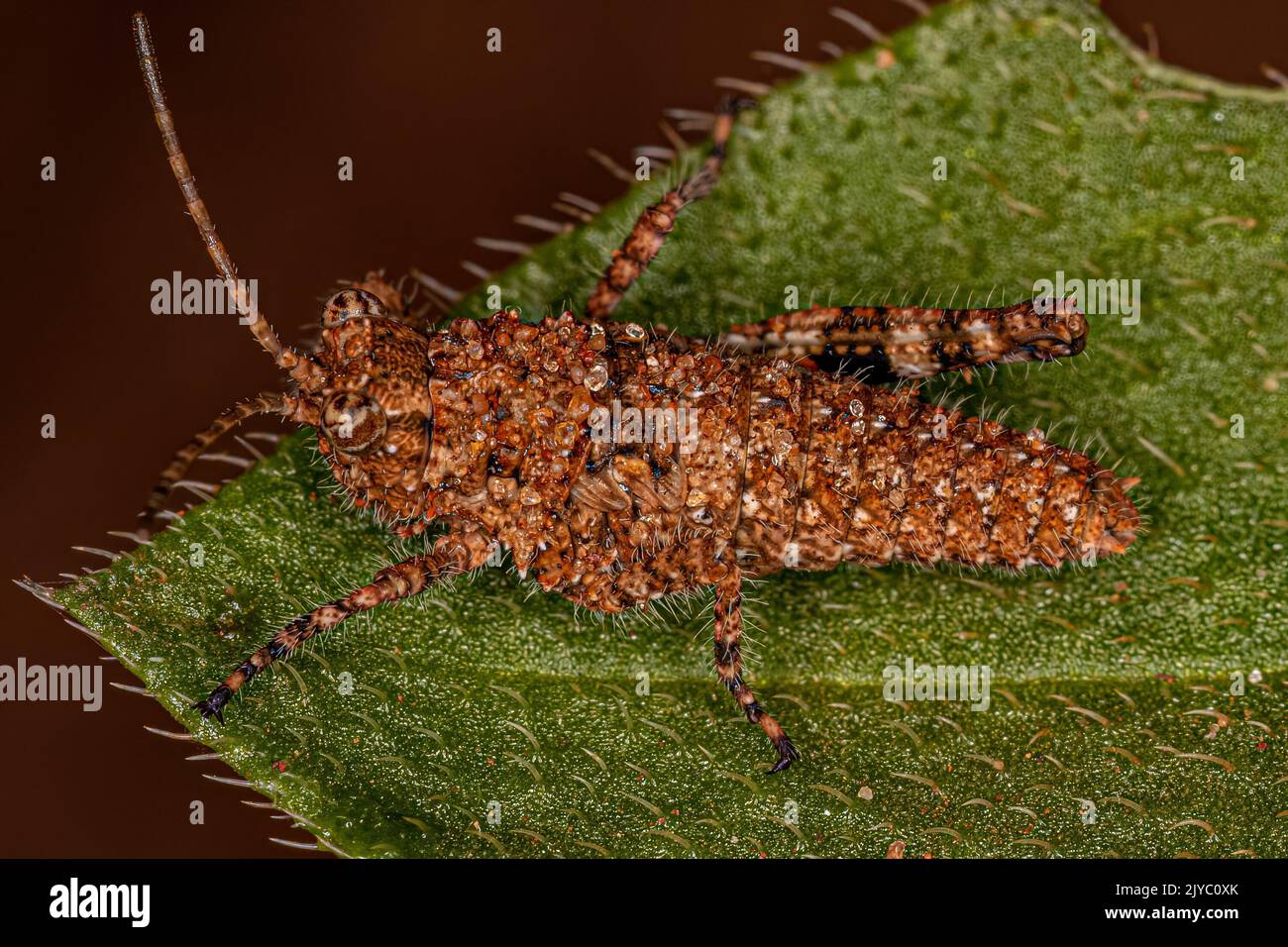 Short-horned Grasshopper Insect of the Genus Ommexecha Stock Photo - Alamy