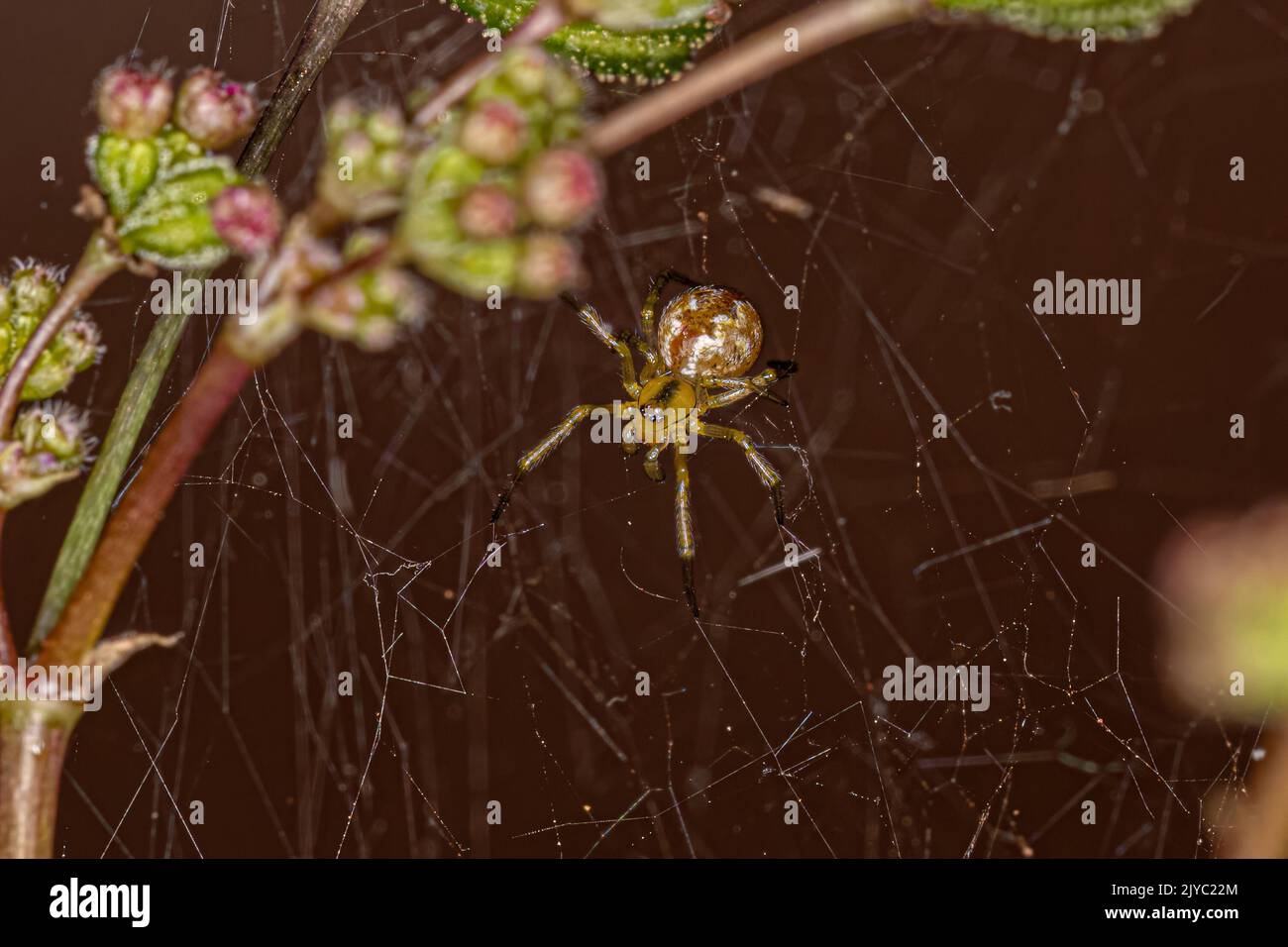 Small Male Cobweb Spider of the Family Theridiidae Stock Photo - Alamy