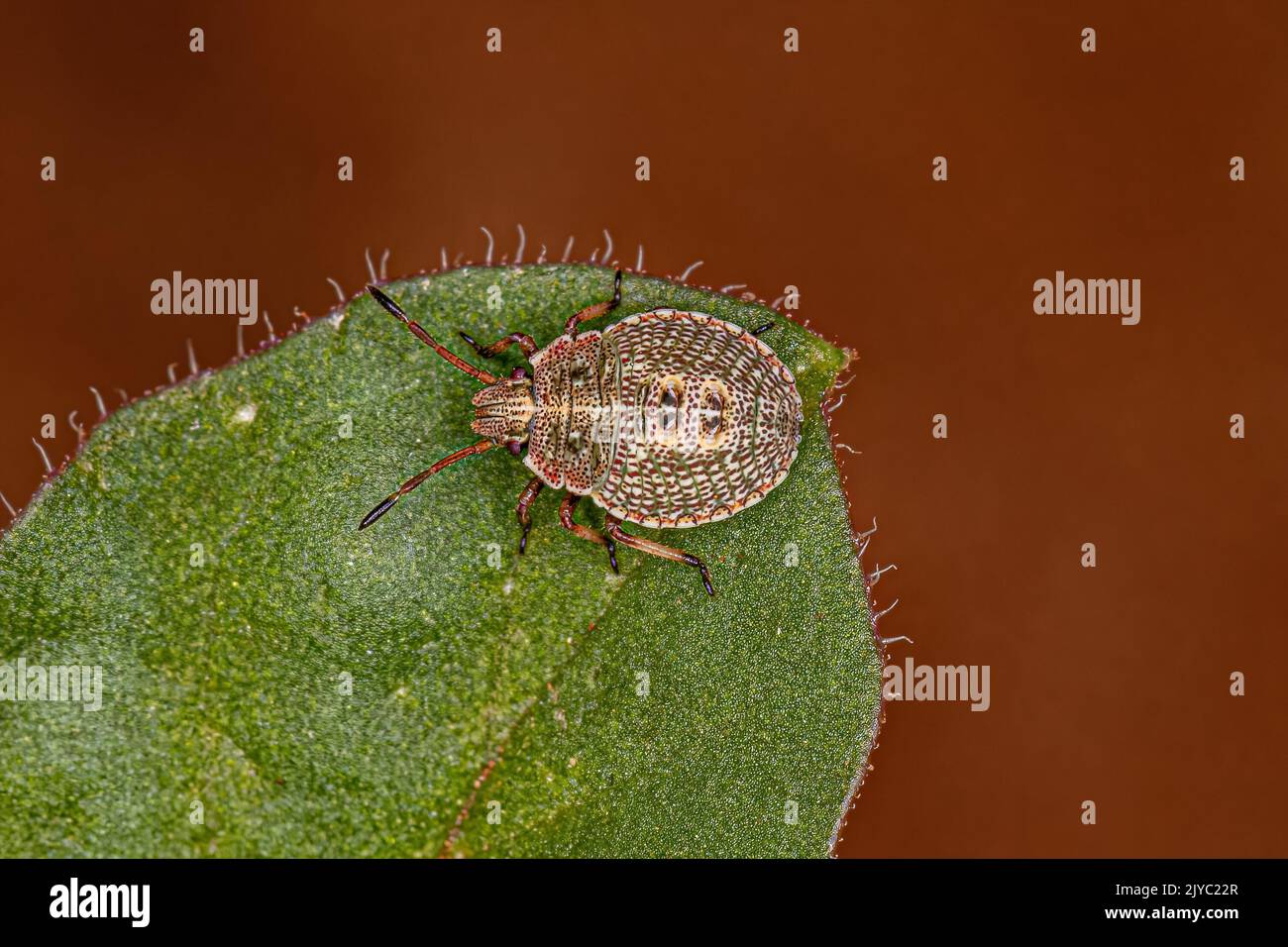 Stink bug nymph of the family pentatomidae Stock Photo - Alamy
