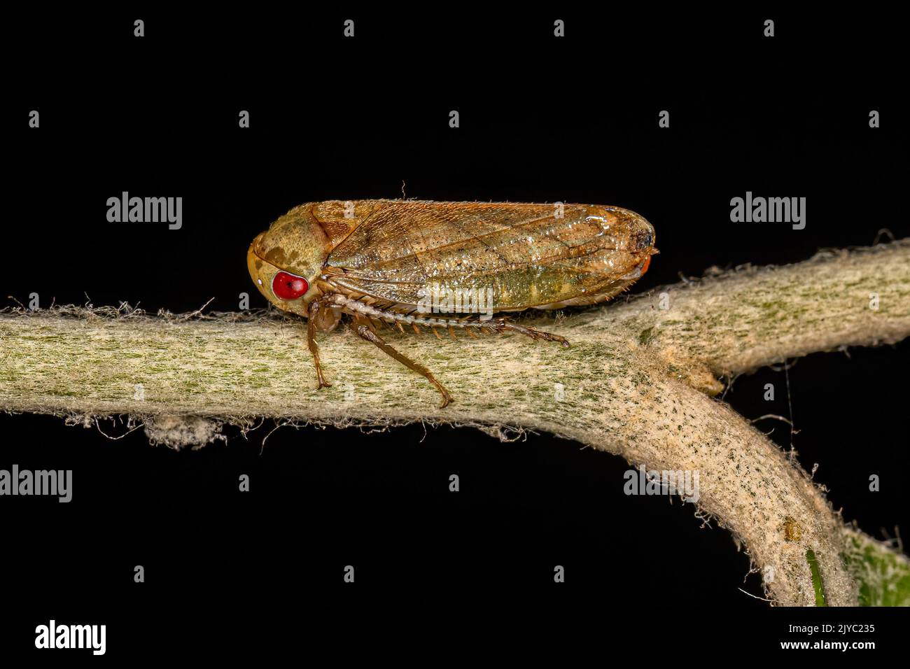Adult Sharpshooter Insect of the Tribe Macropsini Stock Photo - Alamy