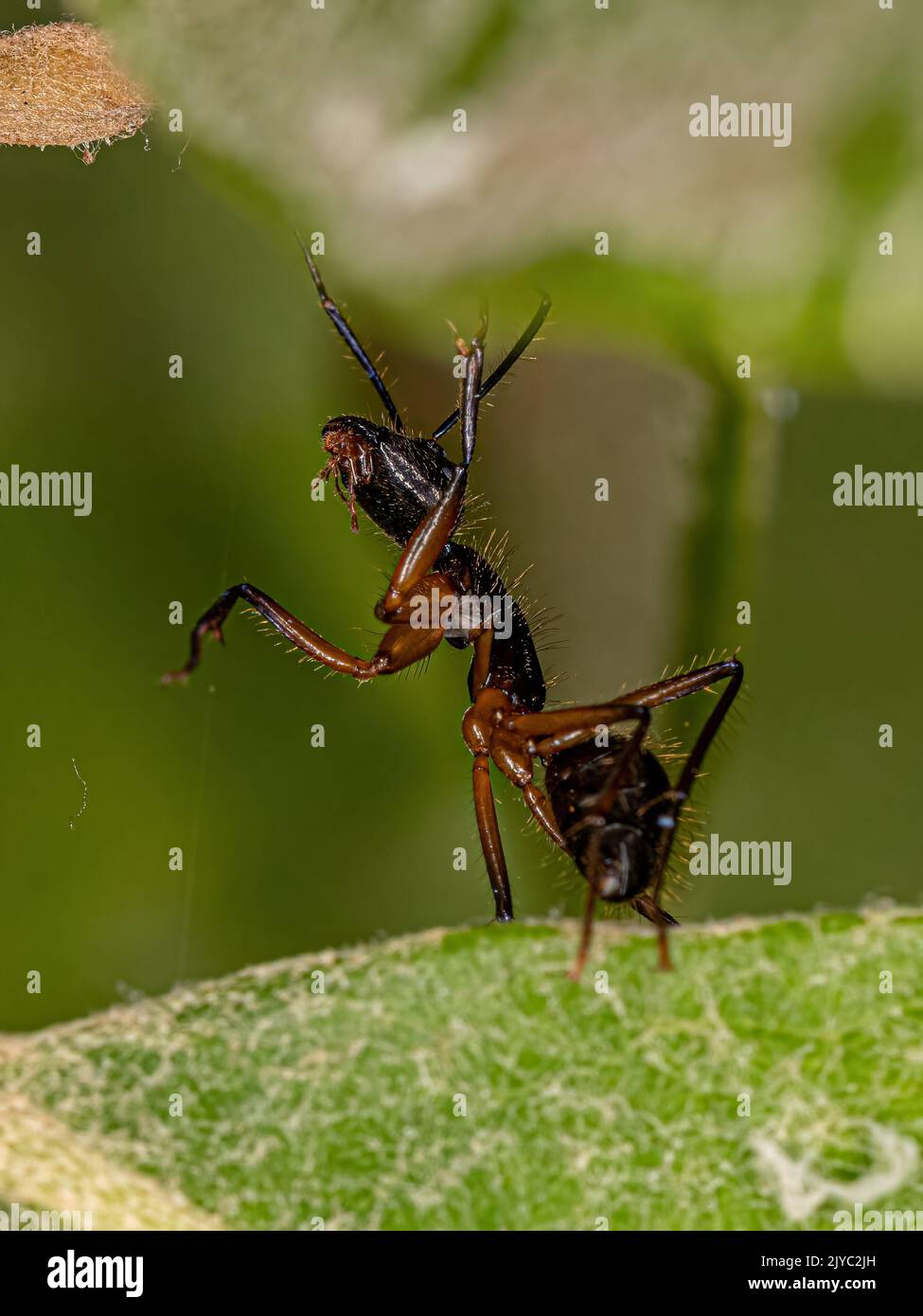 Adult Female Carpenter Ant of the genus Camponotus Stock Photo - Alamy