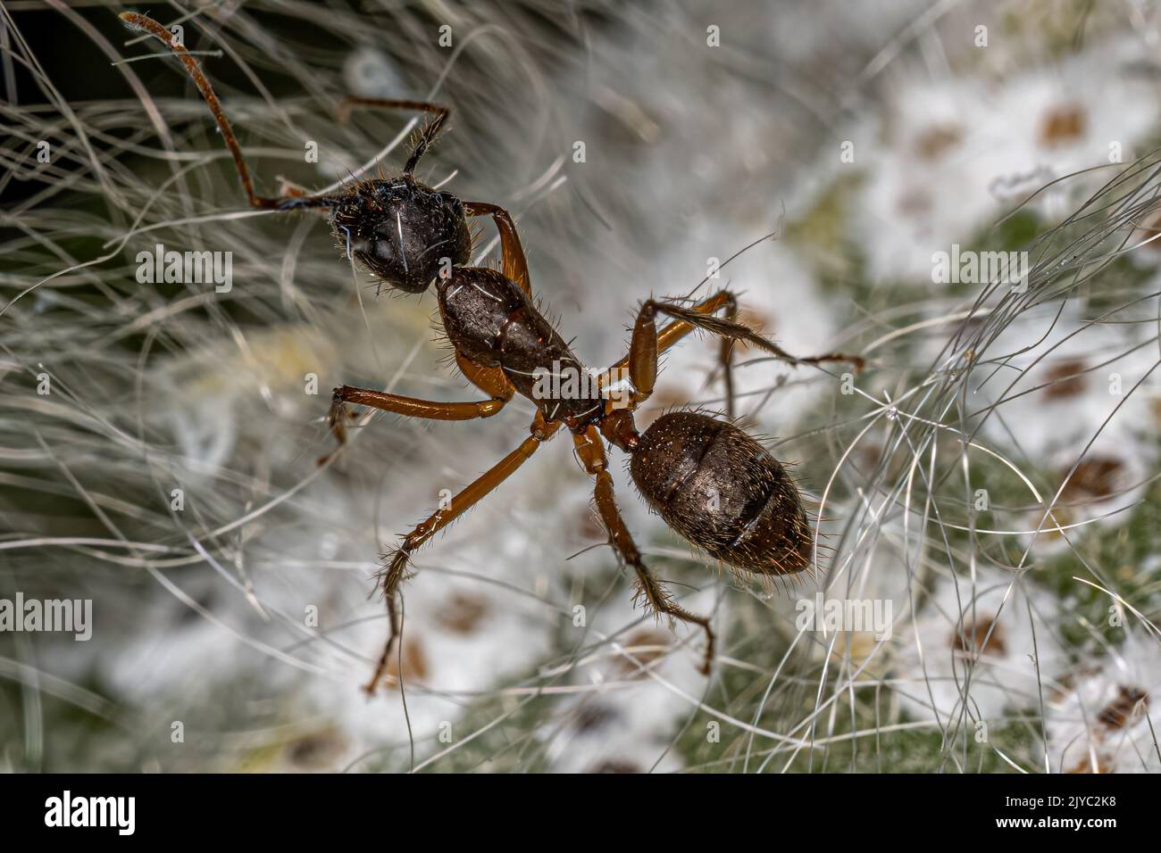 Adult Female Carpenter Ant of the genus Camponotus Stock Photo - Alamy