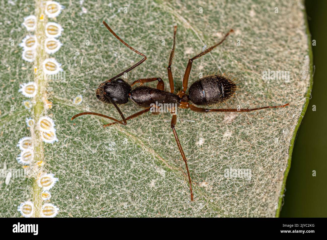 Adult Female Carpenter Ant of the genus Camponotus Stock Photo - Alamy