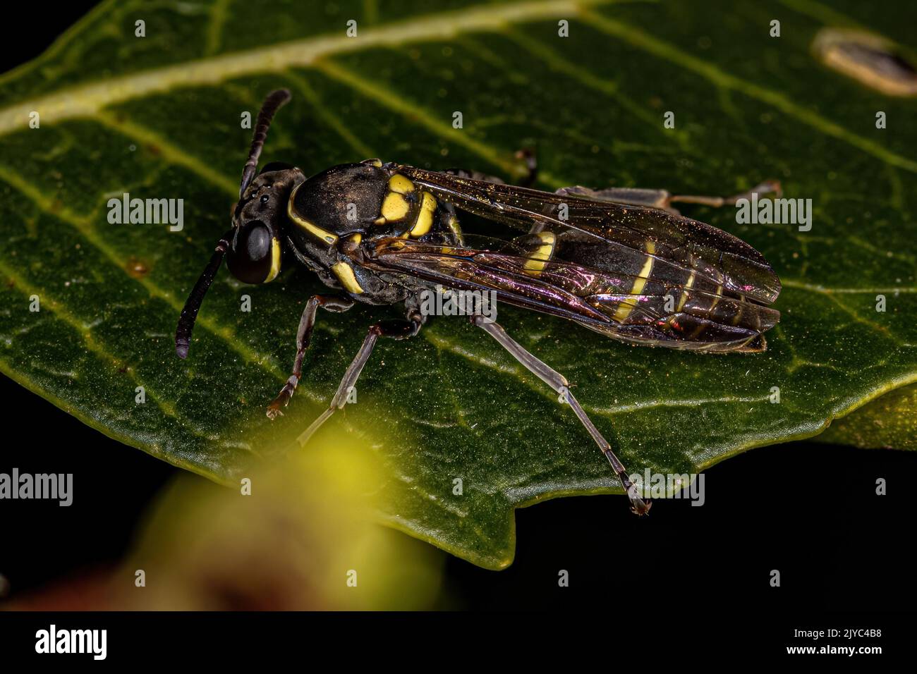Black polybia wasp hi-res stock photography and images - Alamy