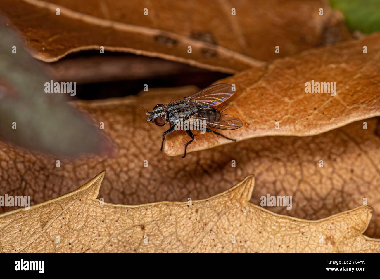 Adult Flesh Fly of the Family Sarcophagidae Stock Photo - Alamy