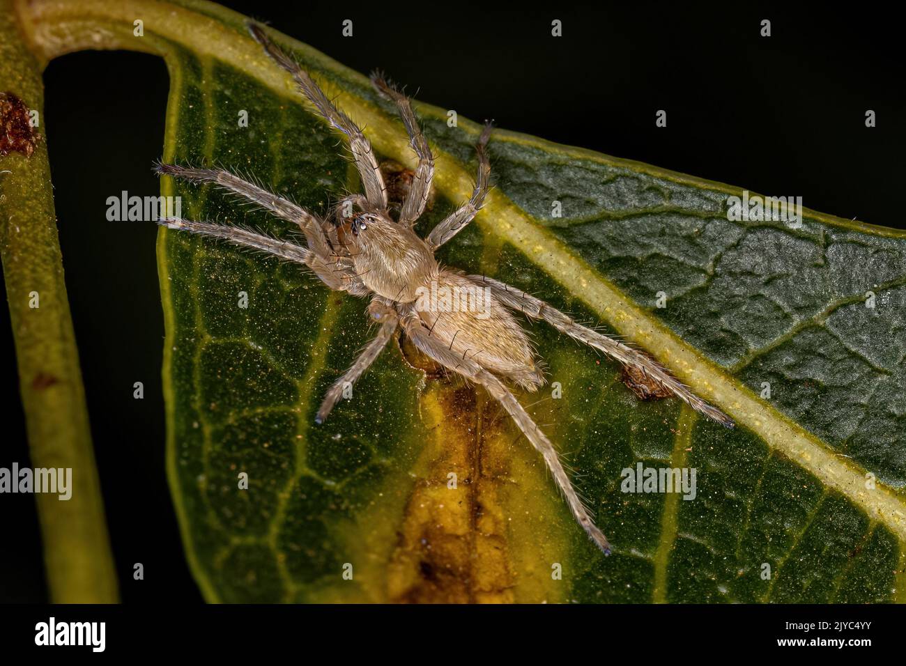 Small Ghost Spider of the Family Anyphaenidae Stock Photo - Alamy