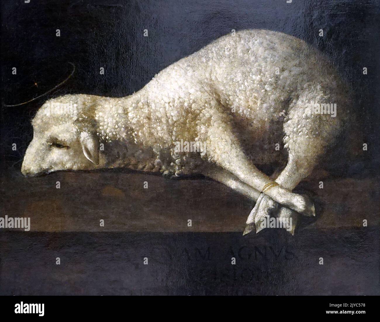 Agnus Dei,The Lamb of God,1639 by Francisco de Zurbarán 1598-1664 Stock ...