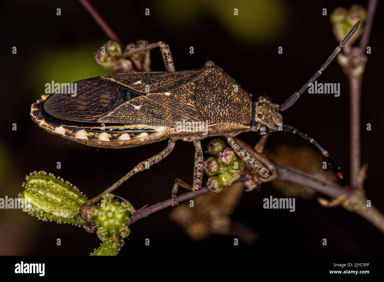 Adult Leaf-footed Bug of the genus Catorhintha Stock Photo - Alamy