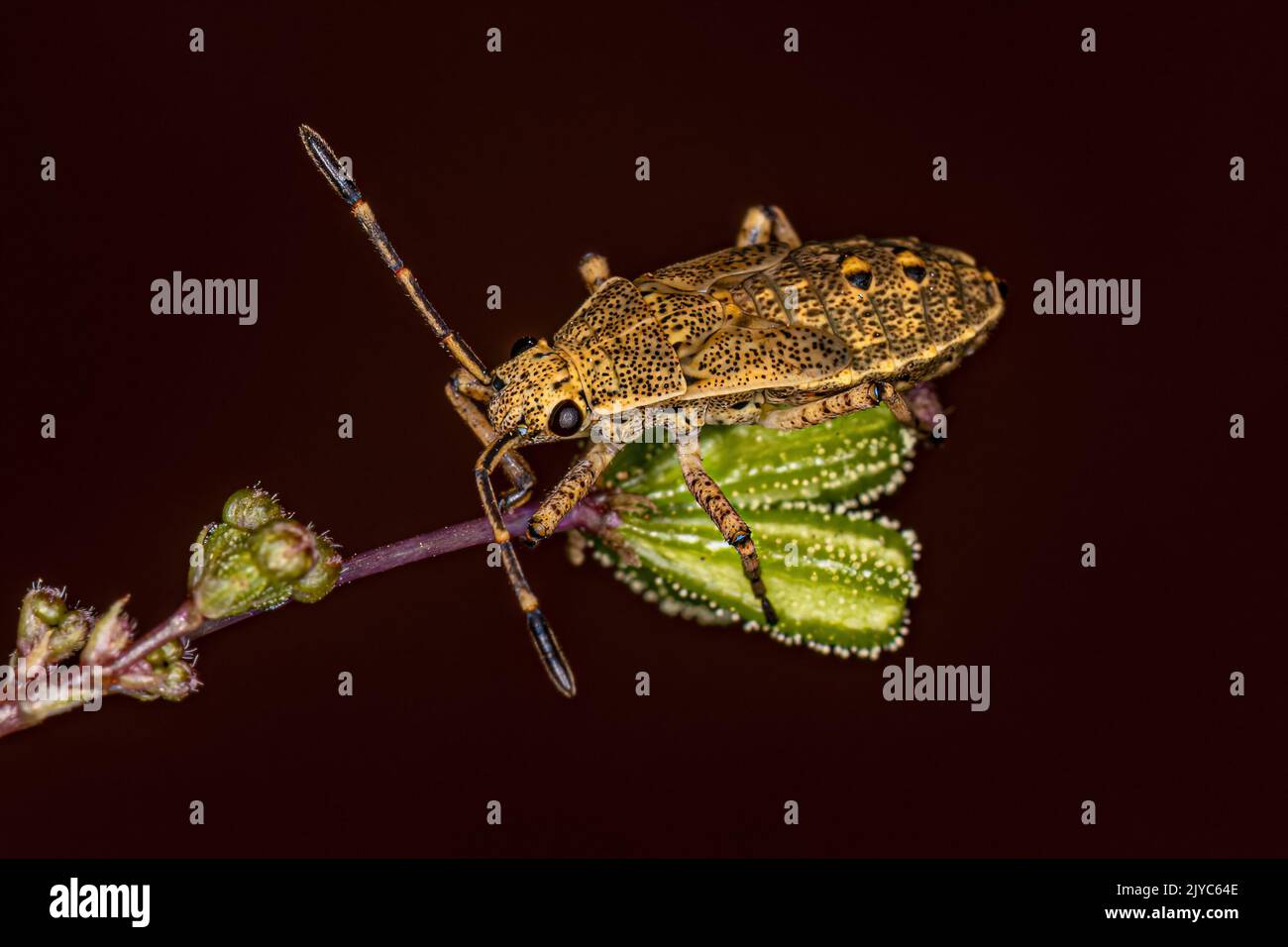 Leaf-footed Bug Nymph of the genus Catorhintha Stock Photo - Alamy