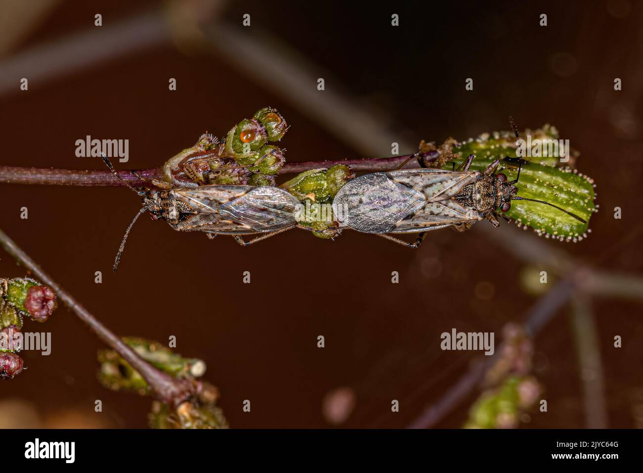 Adult Seed Bugs of the Family Lygaeidae Stock Photo - Alamy