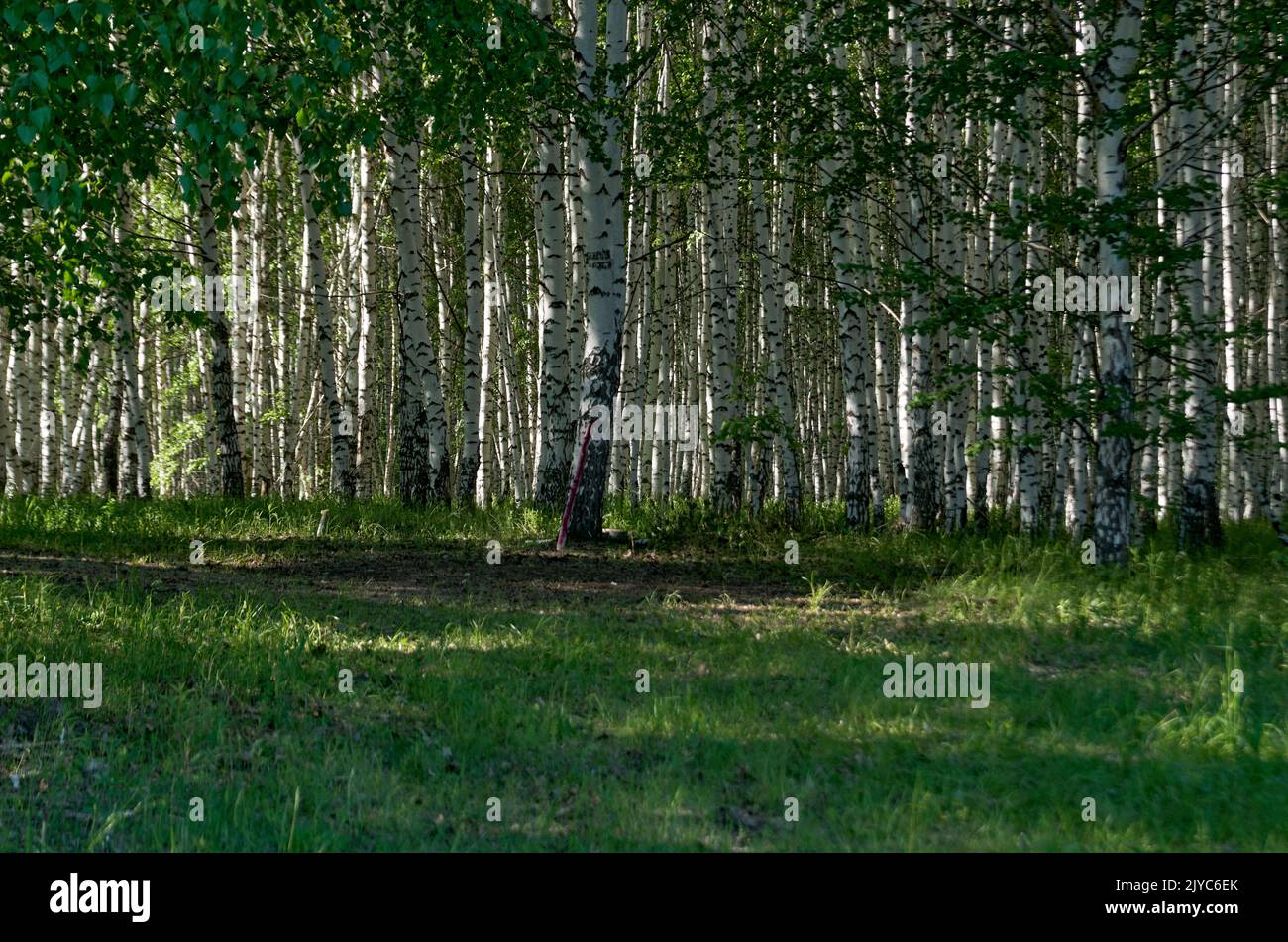 Birch grove on a sunny summer day. Landscape Stock Photo - Alamy