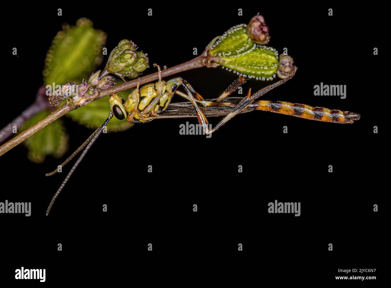 Adult Male Ichneumonid Wasp of the Genus Eiphosoma Stock Photo - Alamy