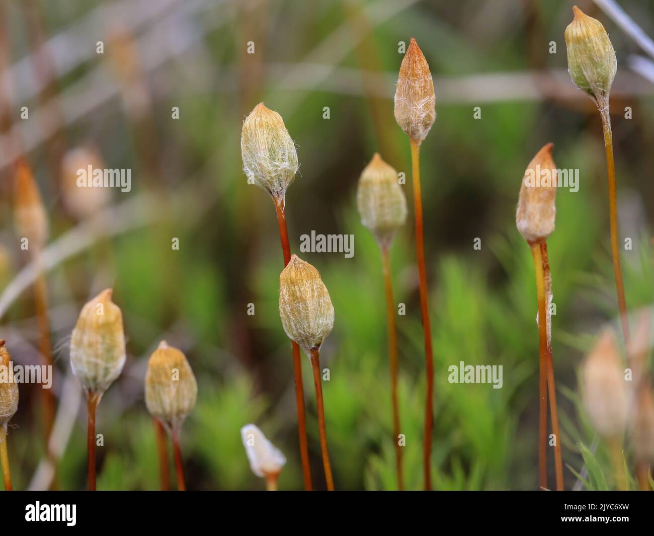 Bryoflora hi-res stock photography and images - Alamy