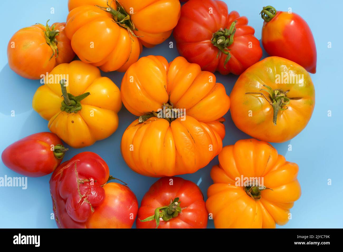 Autumn harvest food background. Organic farm vegetables on minimal blue ...
