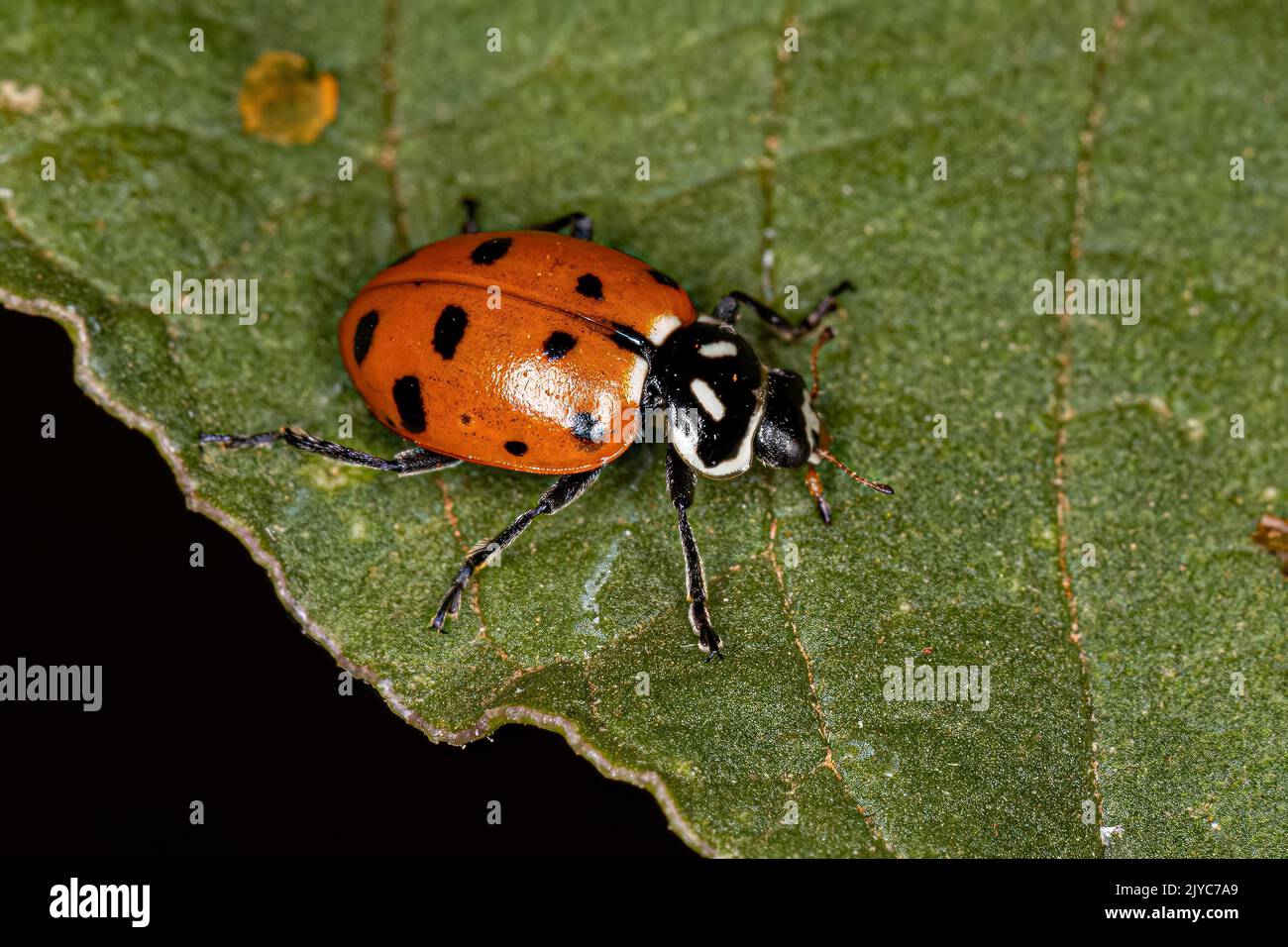Adult Convergent Lady Beetle of the species Hippodamia convergens Stock ...
