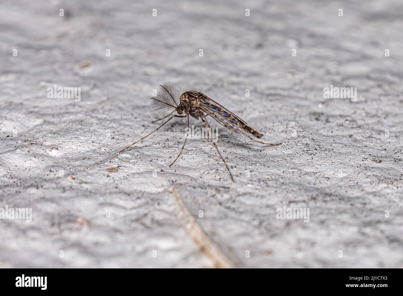 Adult Non-biting Midge of the Family Chironomidae Stock Photo - Alamy