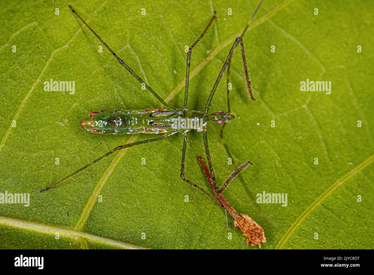 Assassin Bug Nymph of the Tribe Harpactorini Stock Photo - Alamy