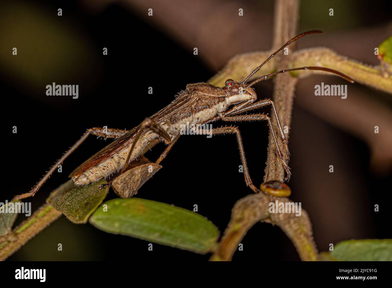Adult Broad-headed Bug of the Species Neomegalotomus parvus Stock Photo ...