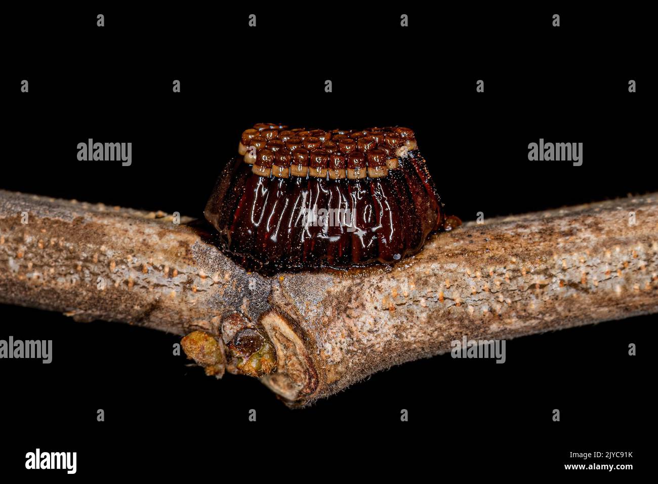 Assassin bug egg hi-res stock photography and images - Alamy