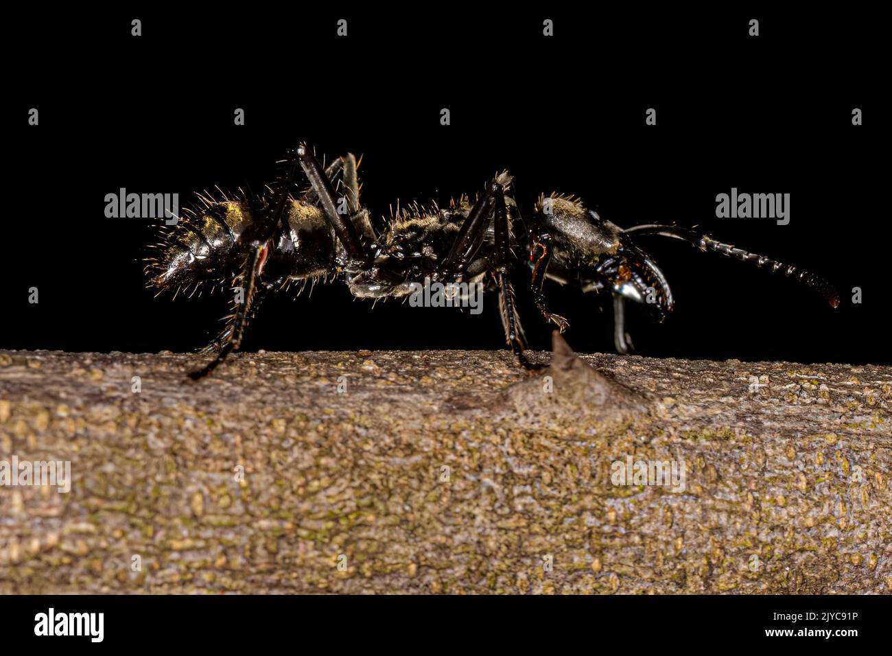 Ponerine ant hi-res stock photography and images - Alamy