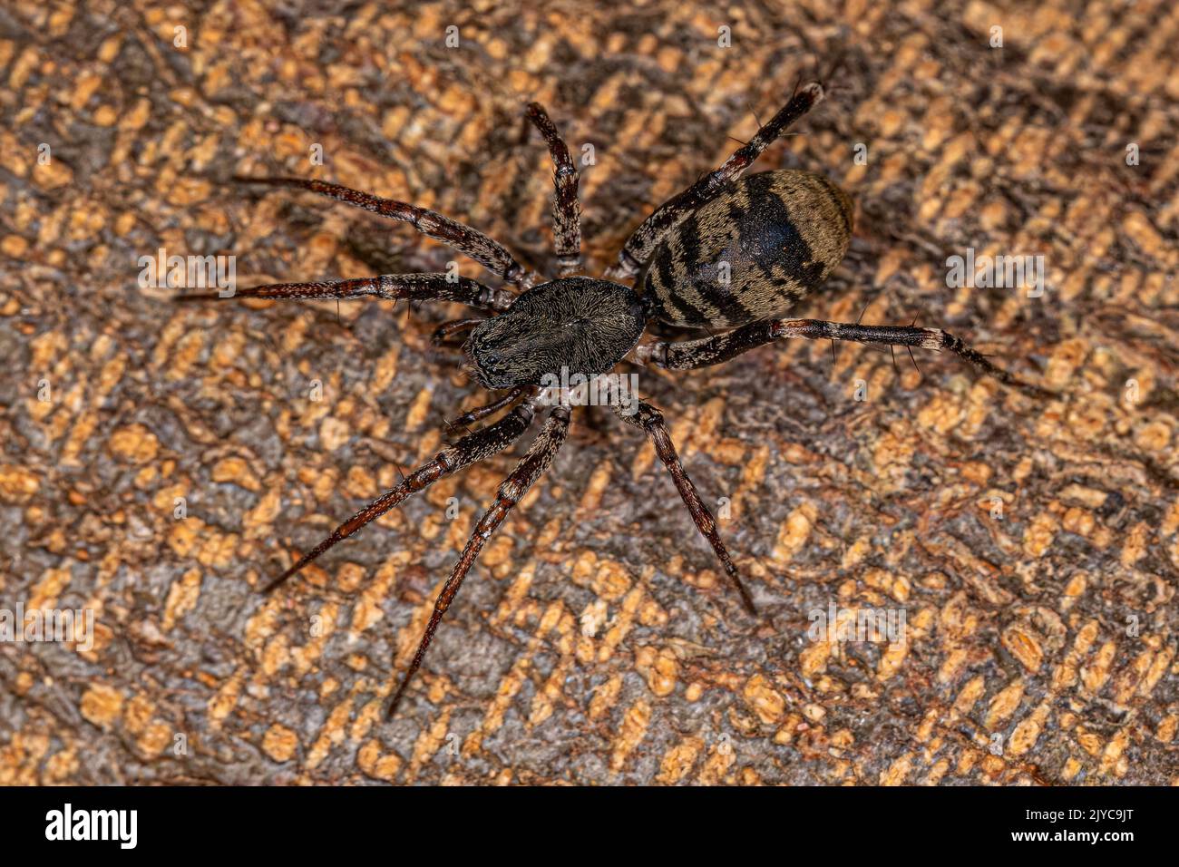 Ant mimic Sac Spider of the Genus Castianeira Stock Photo - Alamy