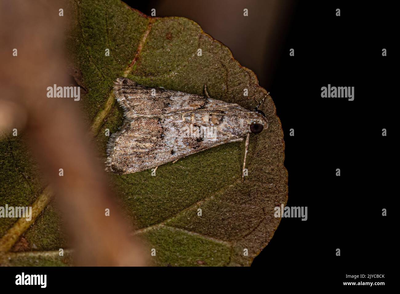 Pococera hi-res stock photography and images - Alamy