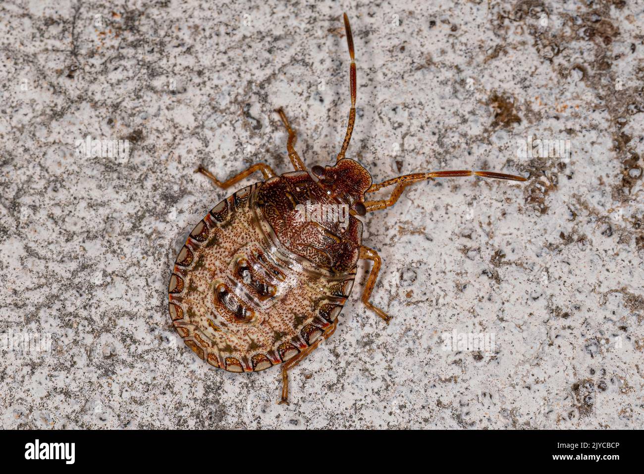 Stink bug Nymph of the Genus Antiteuchus Stock Photo - Alamy
