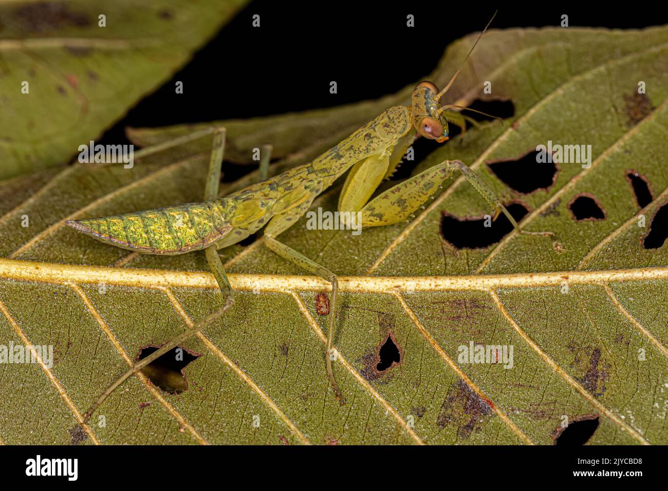 Green Photinaid Mantis Nymph of the Tribe Photinaini Stock Photo - Alamy