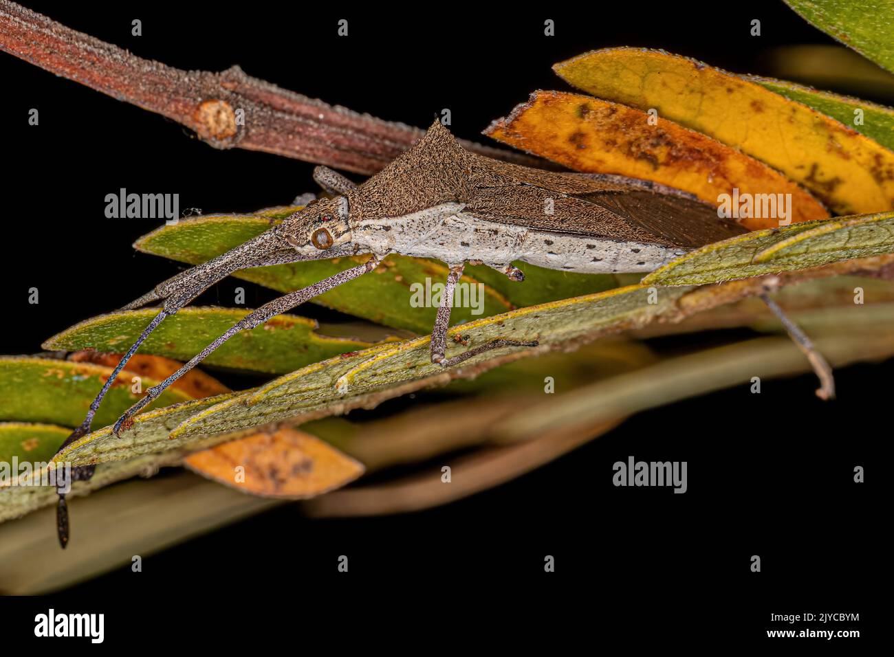 Adult Leaf-footed Bug of the genus Chariesterus Stock Photo - Alamy
